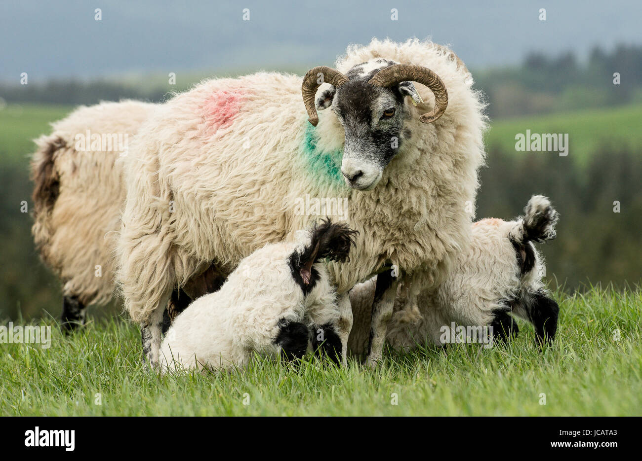Two Black-faced Sheep with two lambs feeding Stock Photo - Alamy