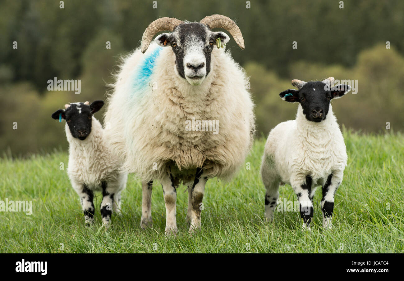 Black faced sheep hi-res stock photography and images - Alamy