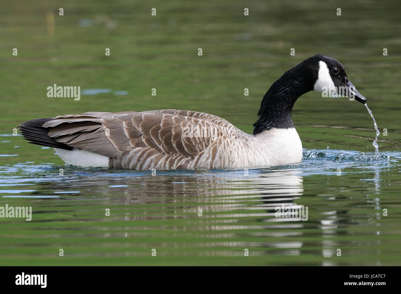 Canada Goose on water Stock Photo - Alamy
