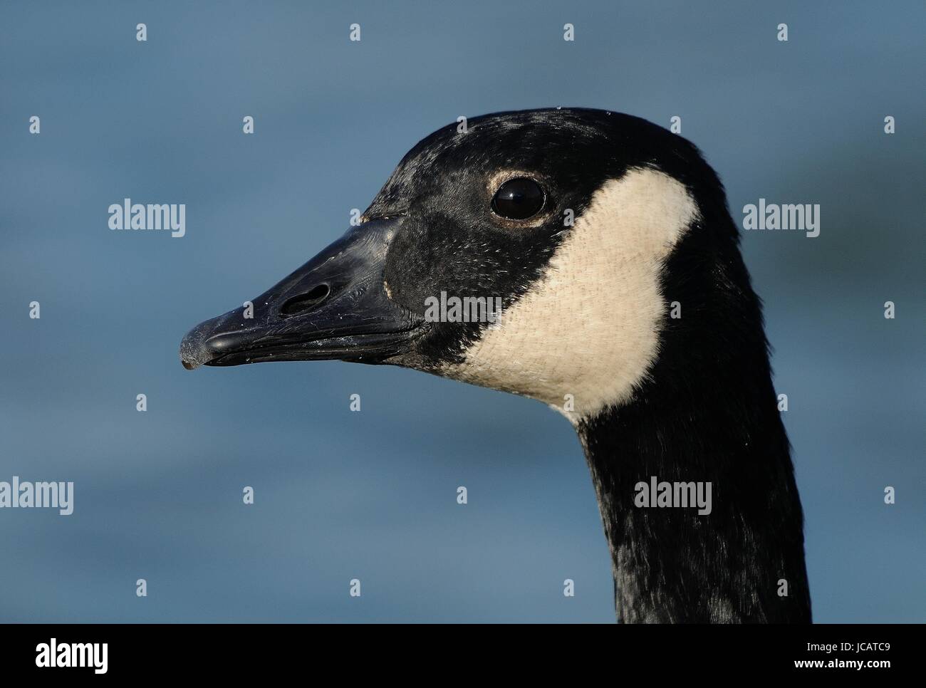 Canada goose head hi-res stock photography and images - Alamy