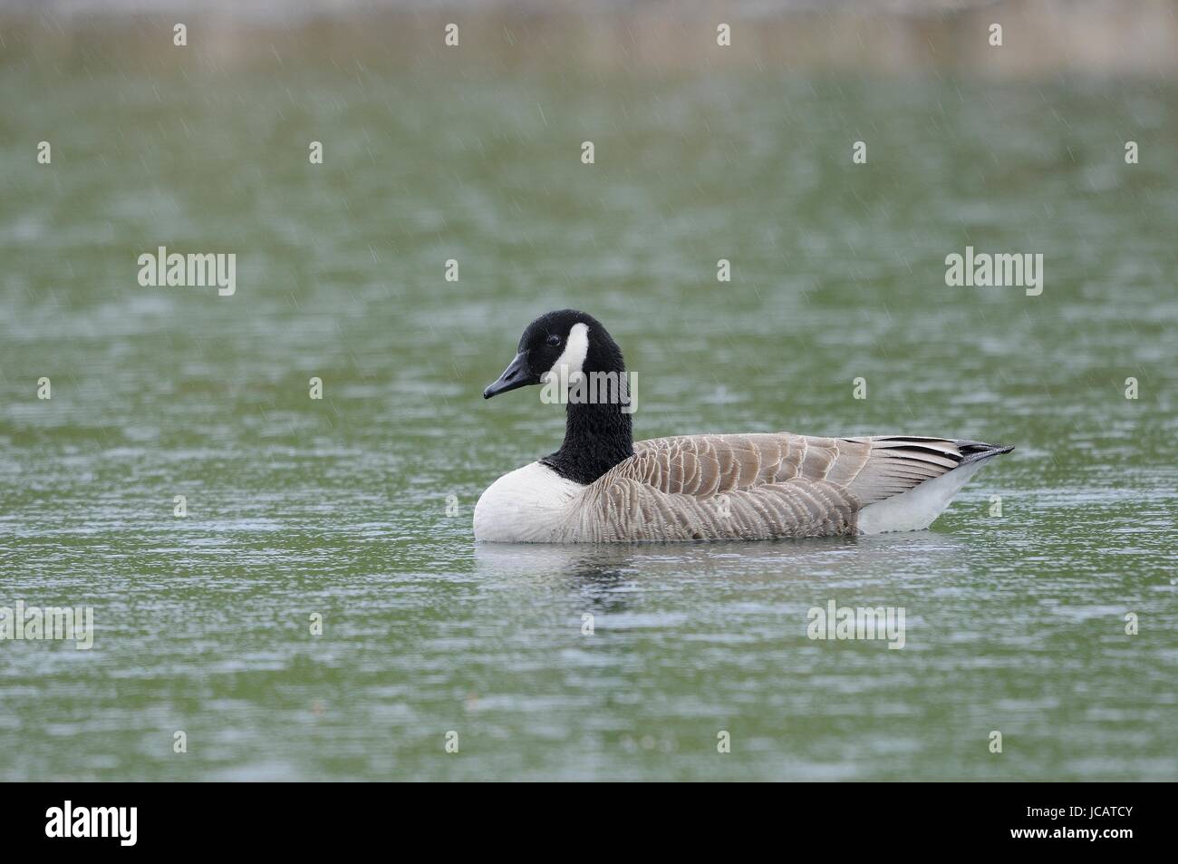 Rain goose hi-res stock photography and images - Alamy