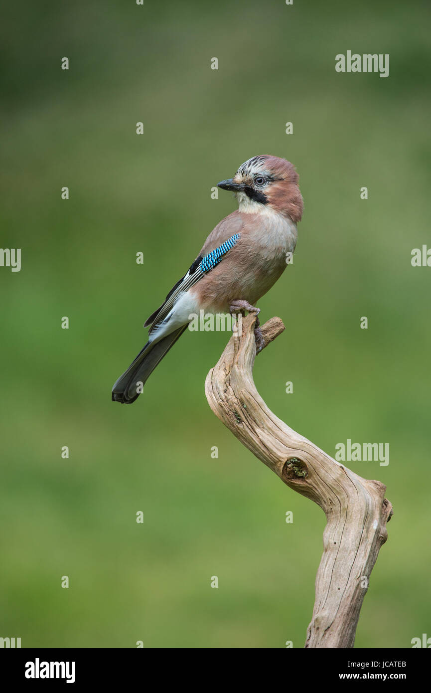 Jay on Post Stock Photo - Alamy