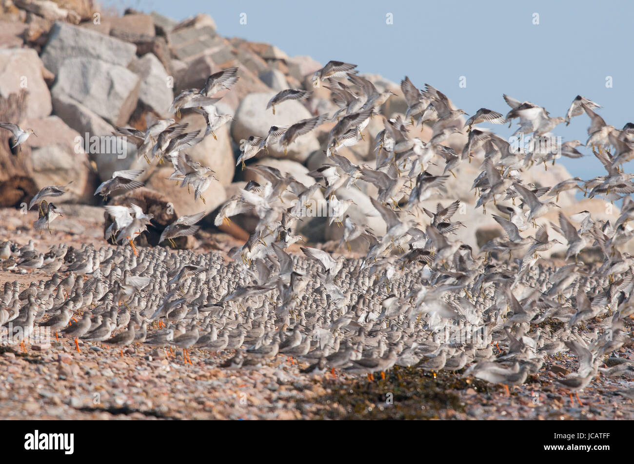 Mixed Wading Birds Landing Stock Photo - Alamy