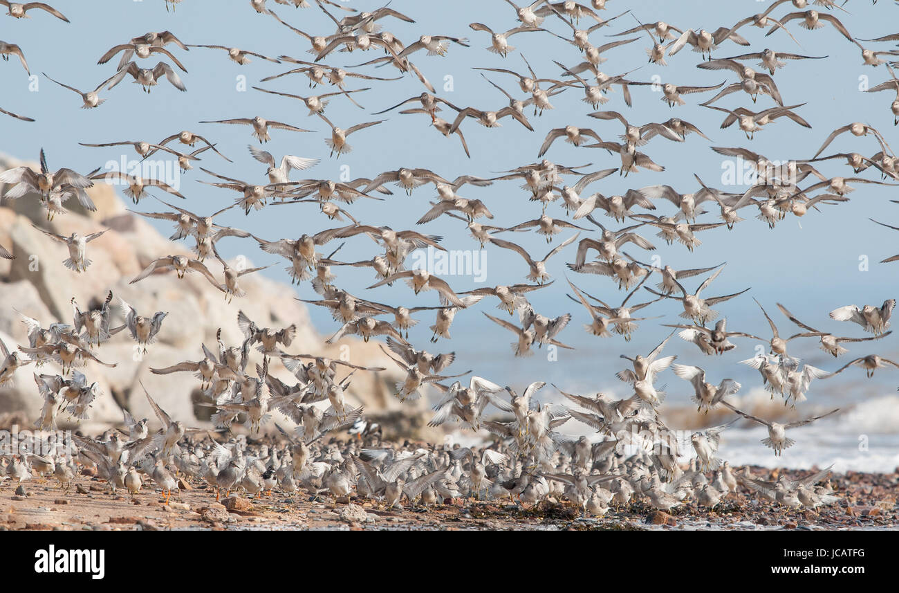 Flying wading birds hi-res stock photography and images - Alamy