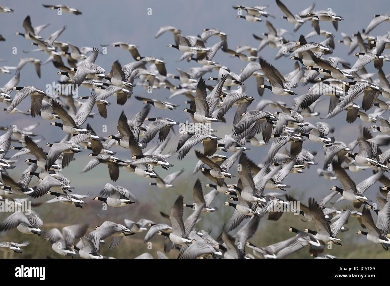 Barnacle Geese in flight on mass in the Solway Firth Stock Photo - Alamy