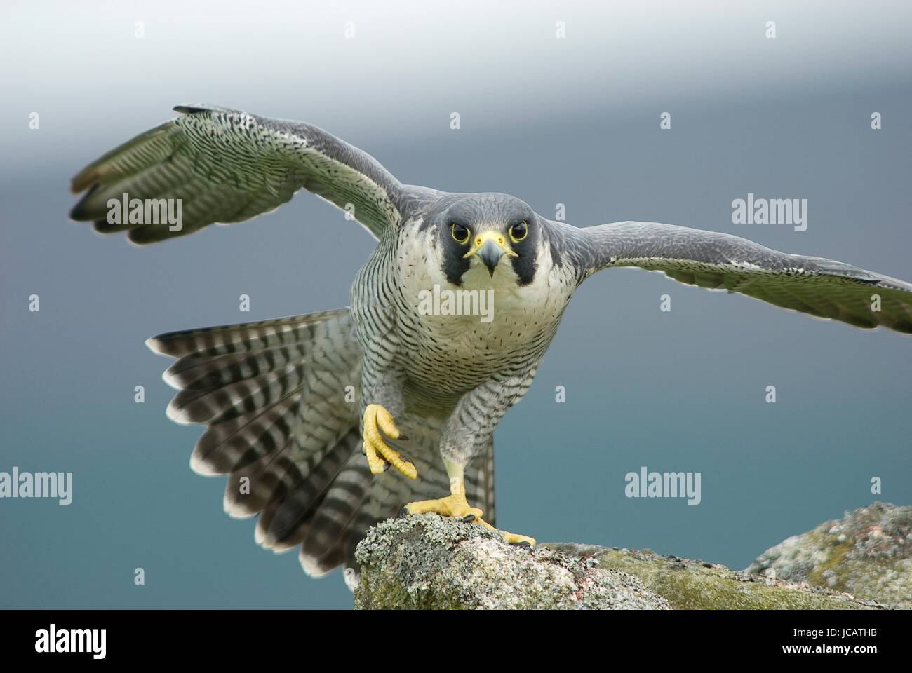 Male Peregrine Falcon Tiercel Stock Photo - Alamy