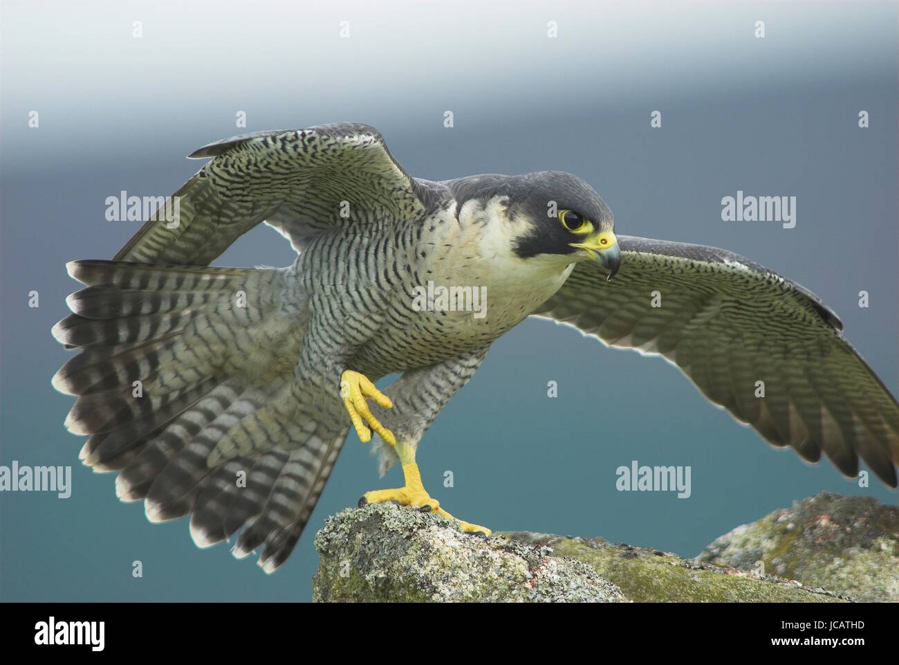 Male Peregrine Falcon Tiercel Stock Photo - Alamy