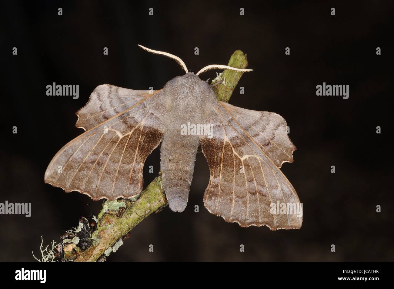 Scotland moth hi-res stock photography and images - Alamy