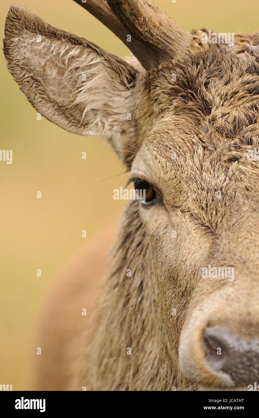 Stag head hi-res stock photography and images - Alamy