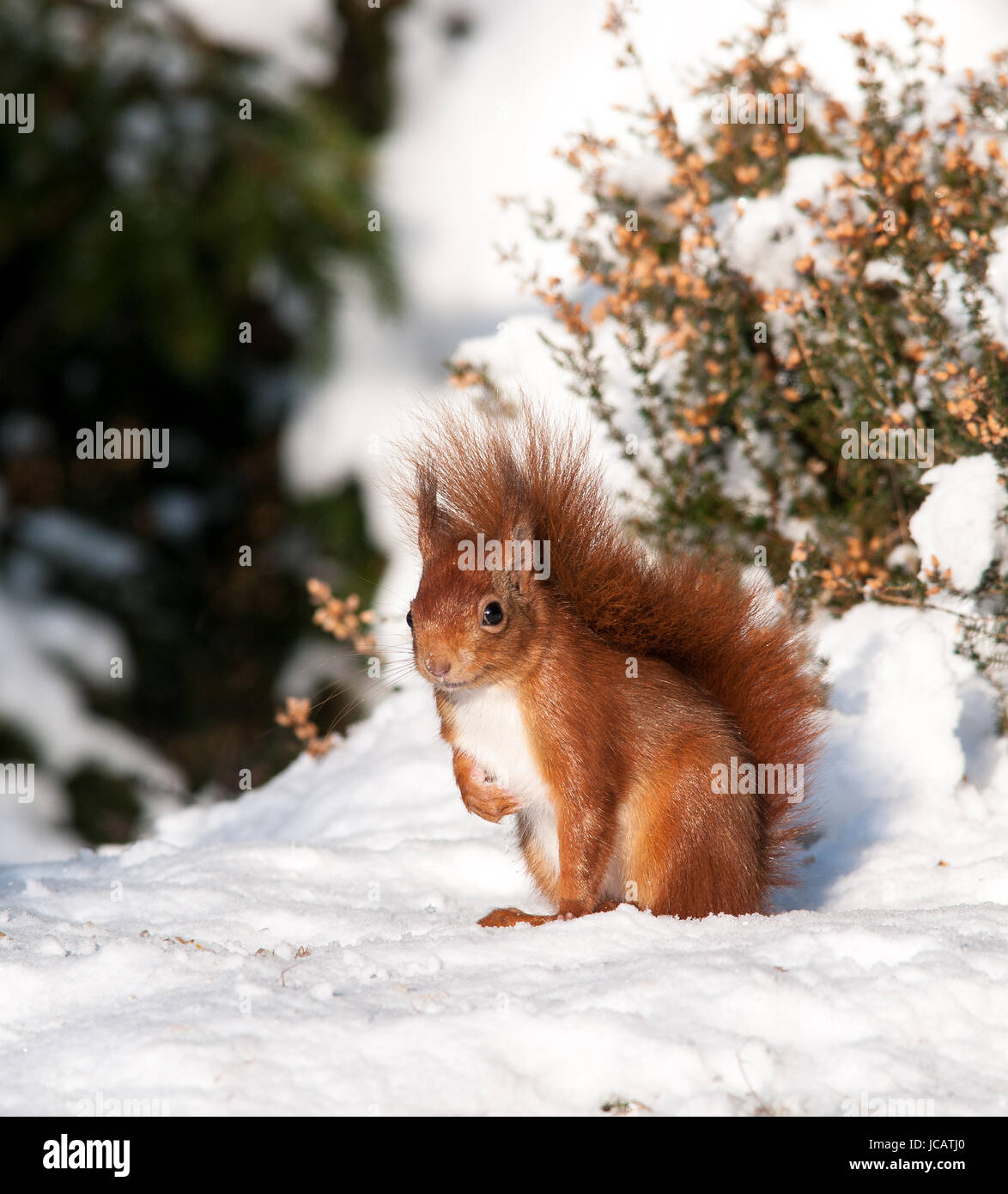 Red Squirrel in snow Stock Photo - Alamy