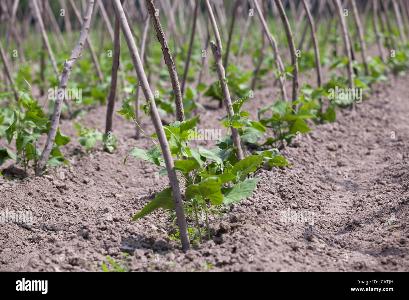 green beans field Stock Photo - Alamy