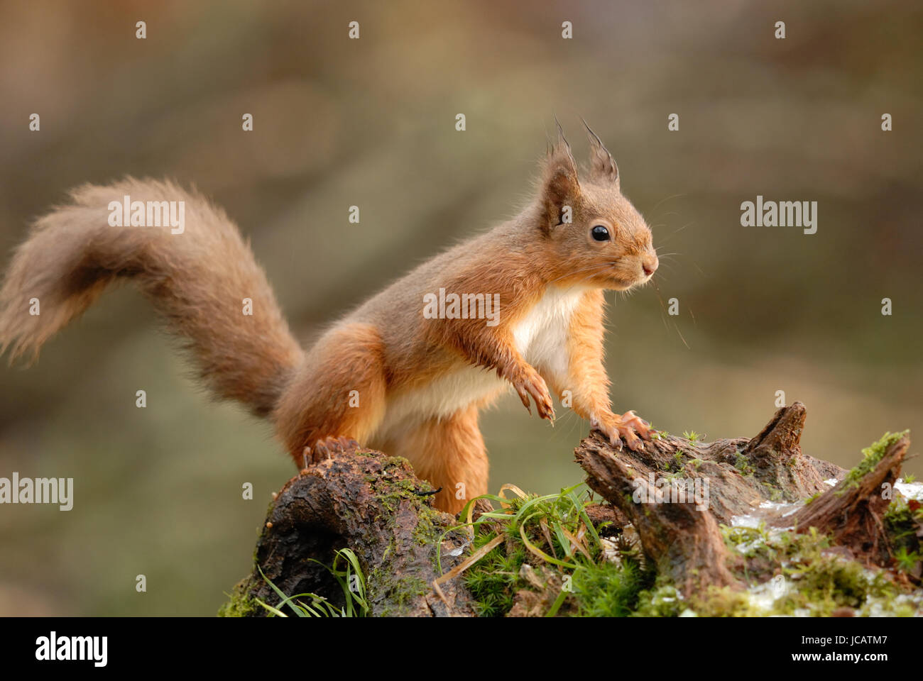 Red Squirrel on tree stump Stock Photo - Alamy