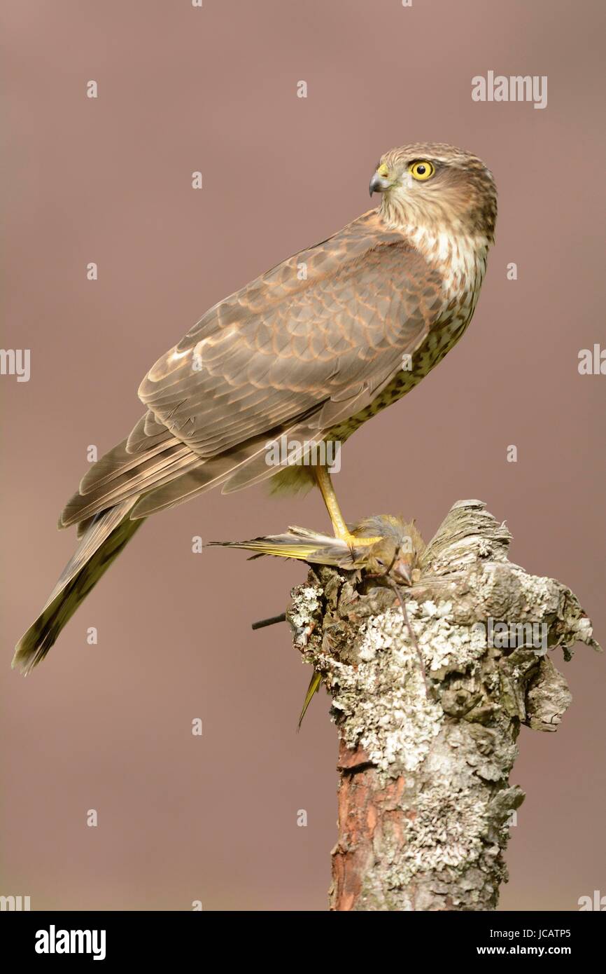 Female Sparrowhawk with kill Stock Photo - Alamy