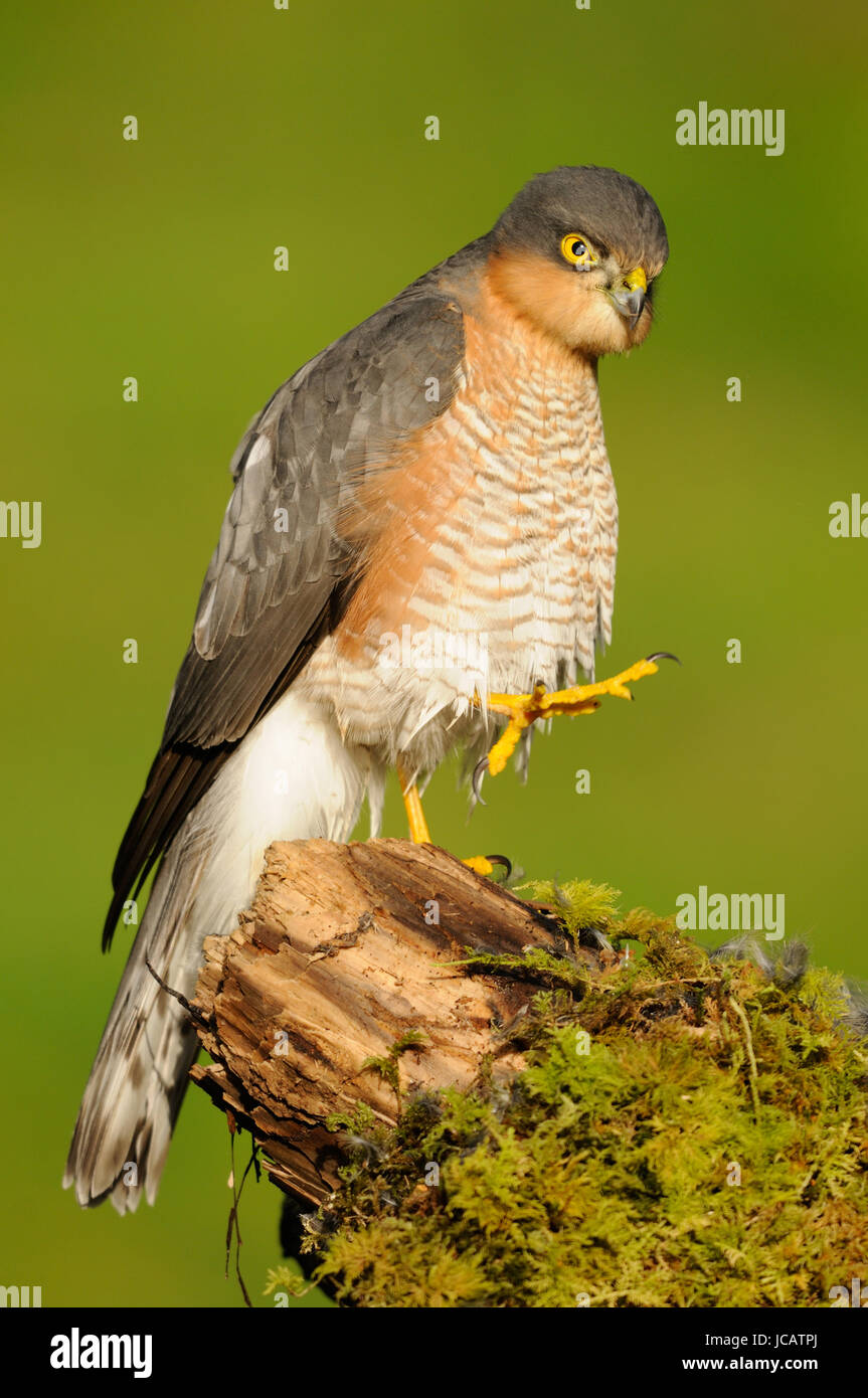 Male sparrowhawk hi-res stock photography and images - Alamy