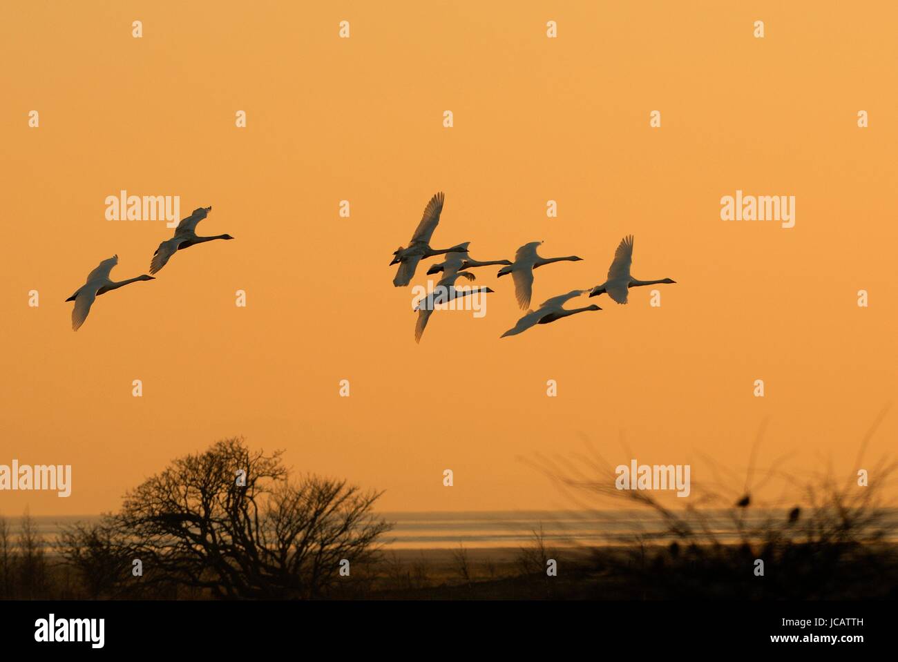 Whooper swans cygnus cygnus flying at sunset hi-res stock photography ...