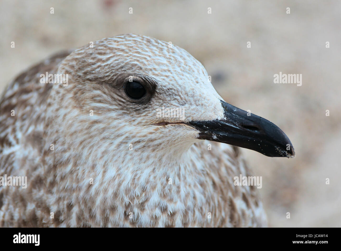 baltic sea salt water Stock Photo - Alamy