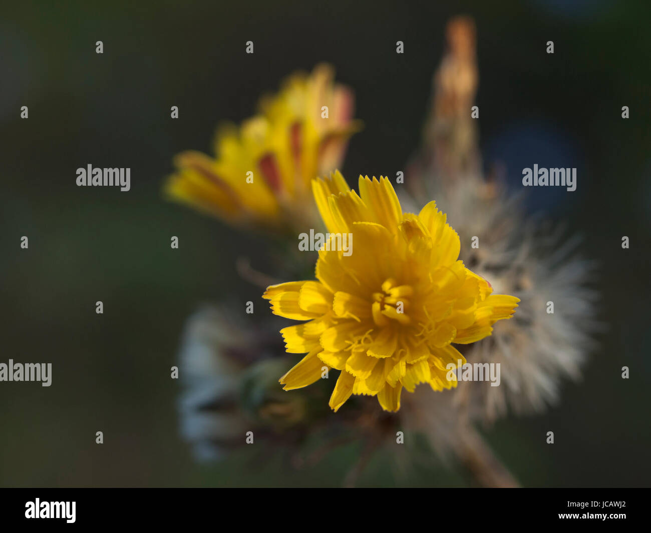 Yellow chicory flower over green garden background Stock Photo - Alamy