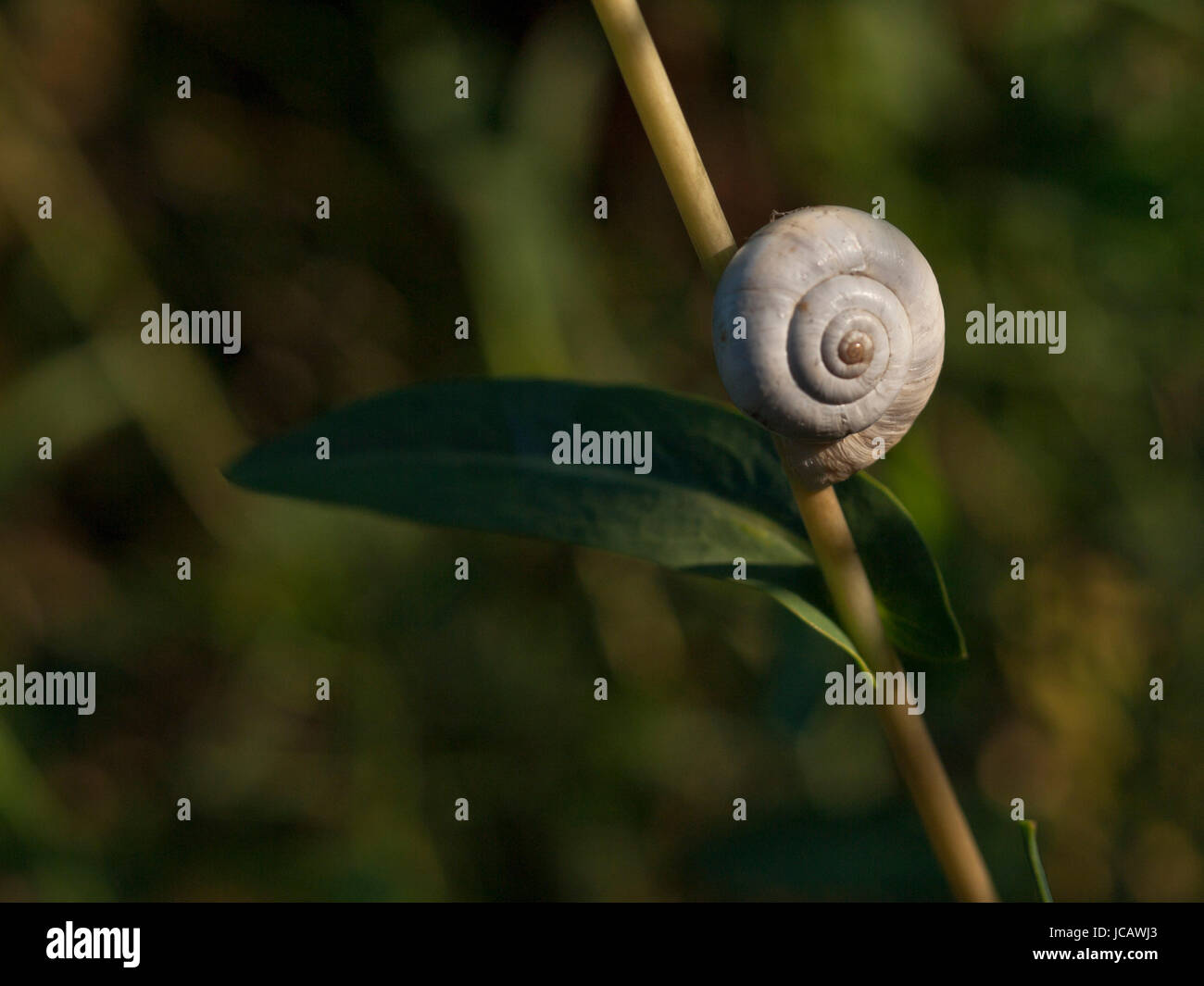 Great ramshorn (Planorbarius corneus) on the grass. Macro, near Dojran ...