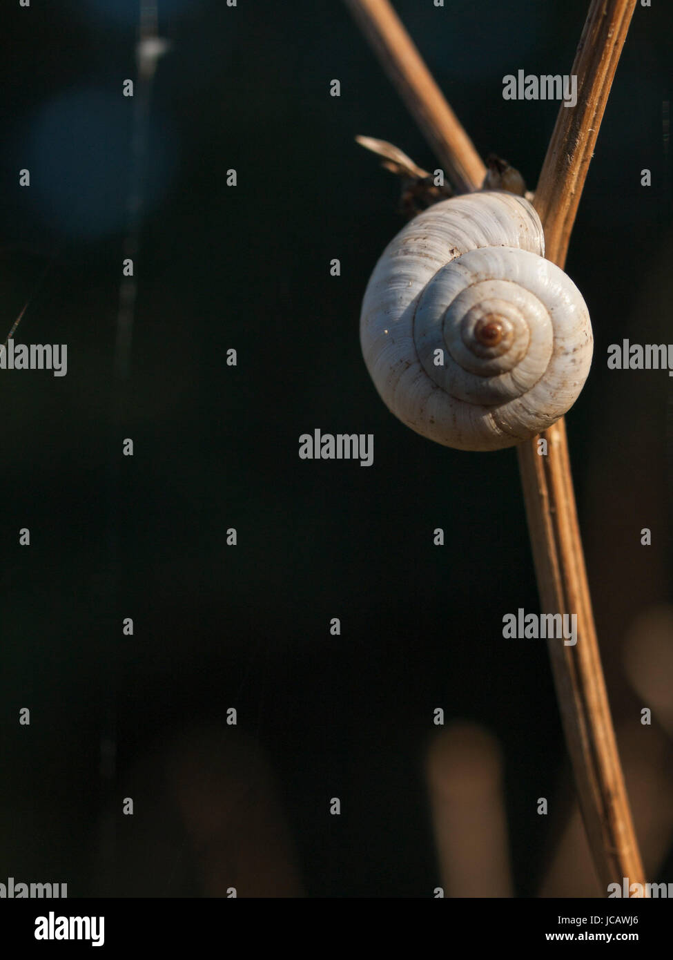 Great ramshorn (Planorbarius corneus) on the grass. Macro, near Dojran ...