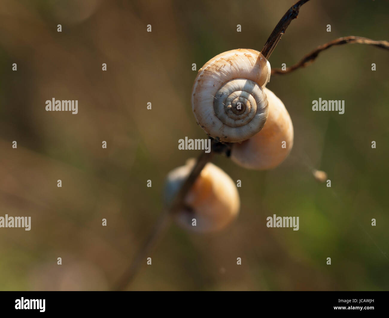 Great ramshorns (Planorbarius corneus) on the grass. Macro, near Dojran ...