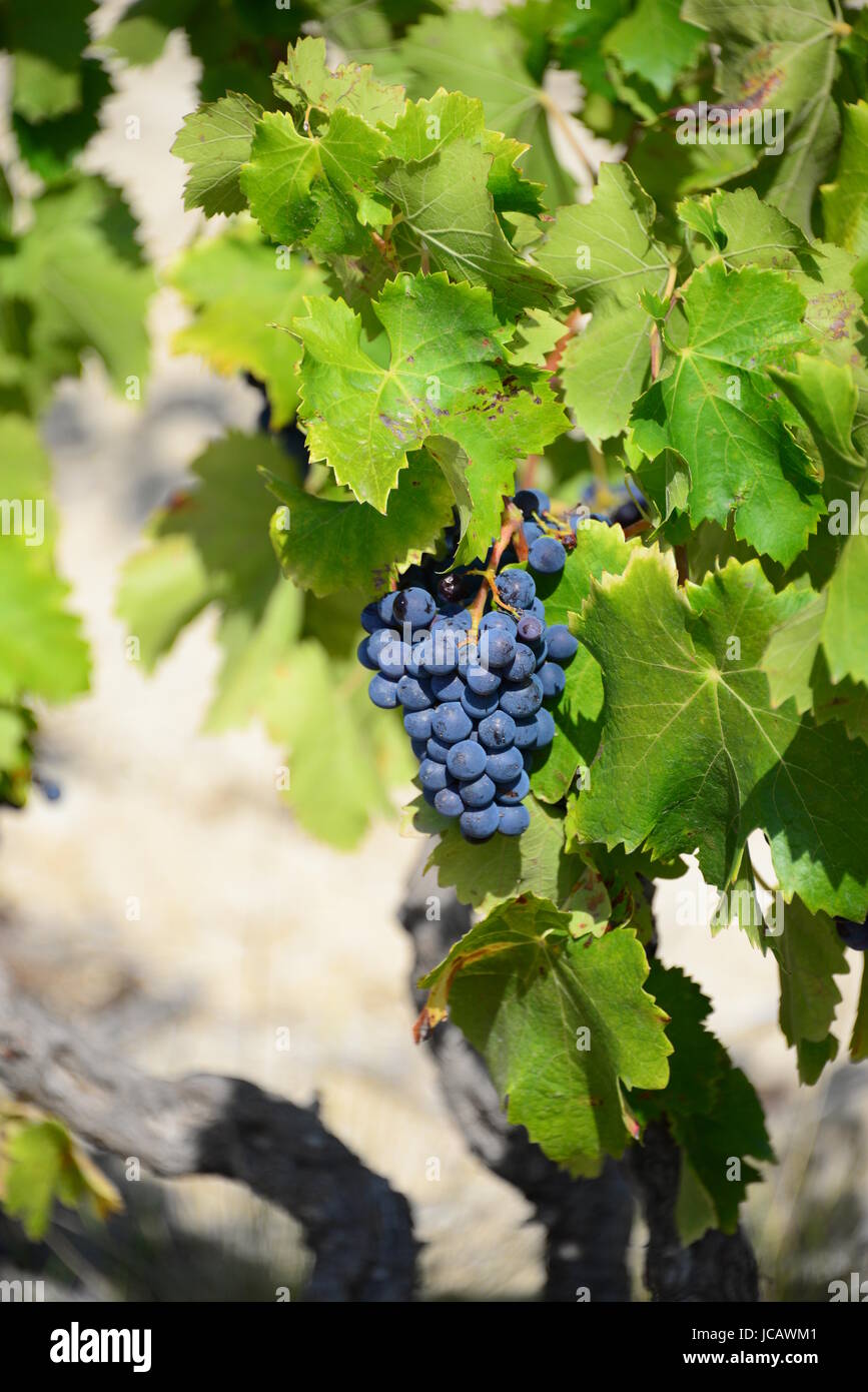 vines at grapevine - spain Stock Photo - Alamy