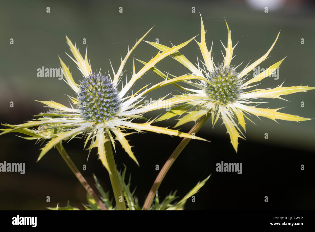 Blue spiky flowers hi-res stock photography and images - Alamy
