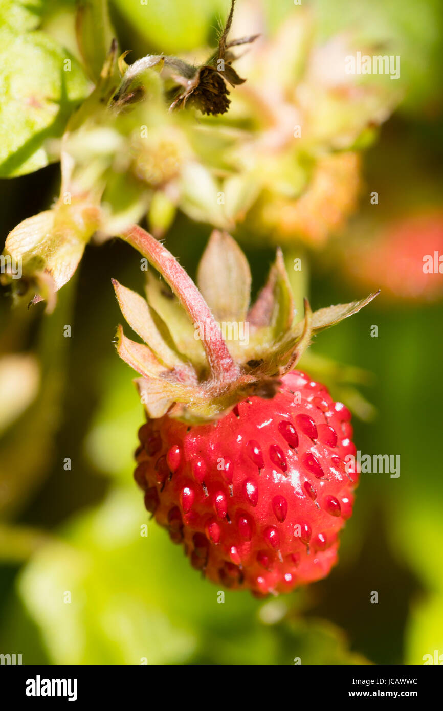 Fragaria hi-res stock photography and images - Alamy