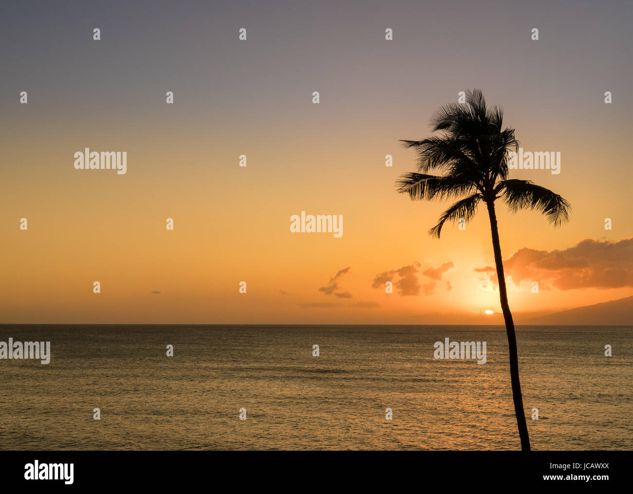 Palm tree sunset ocean hi-res stock photography and images - Alamy