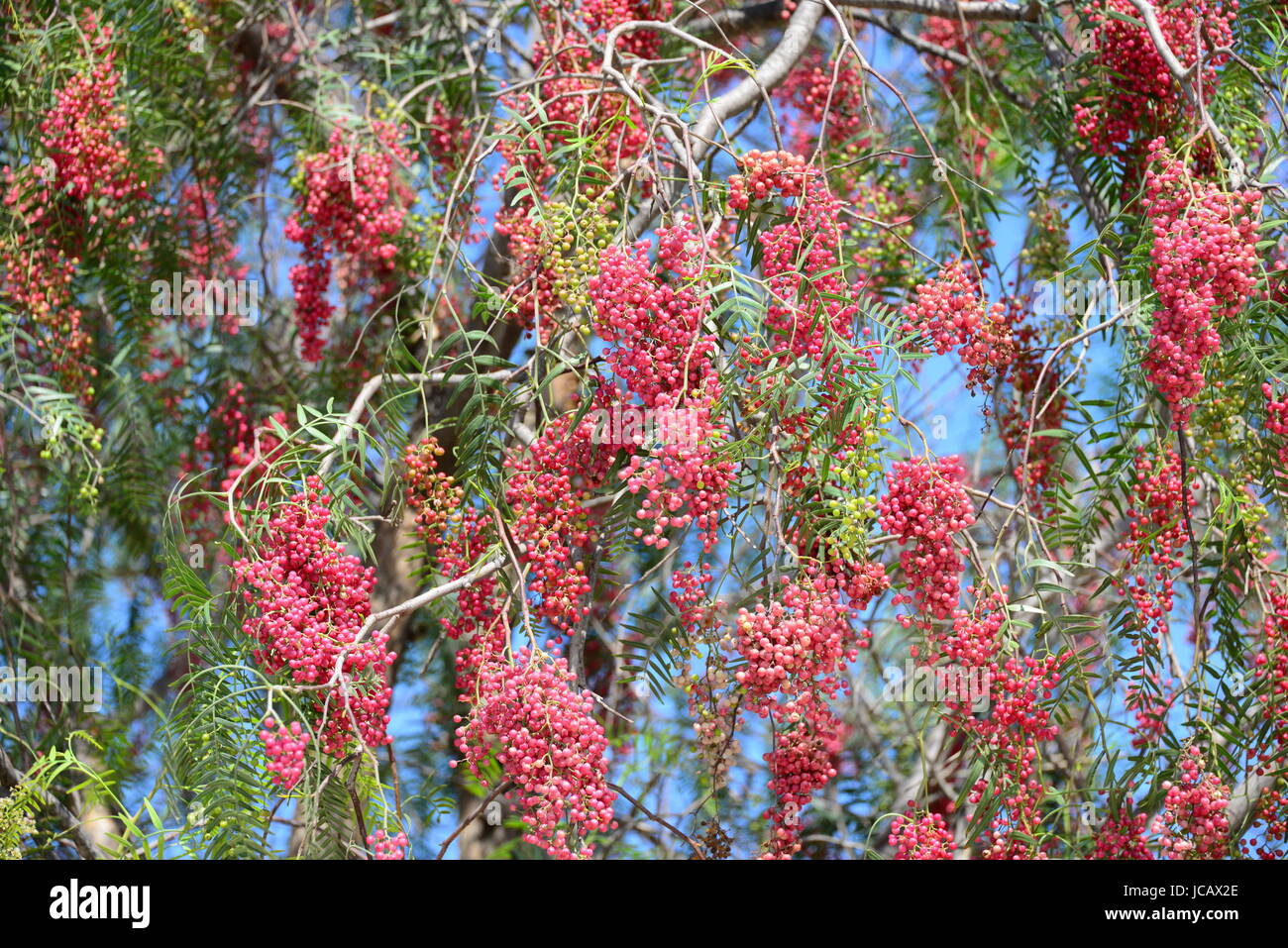 red pepper tree in spain Stock Photo - Alamy