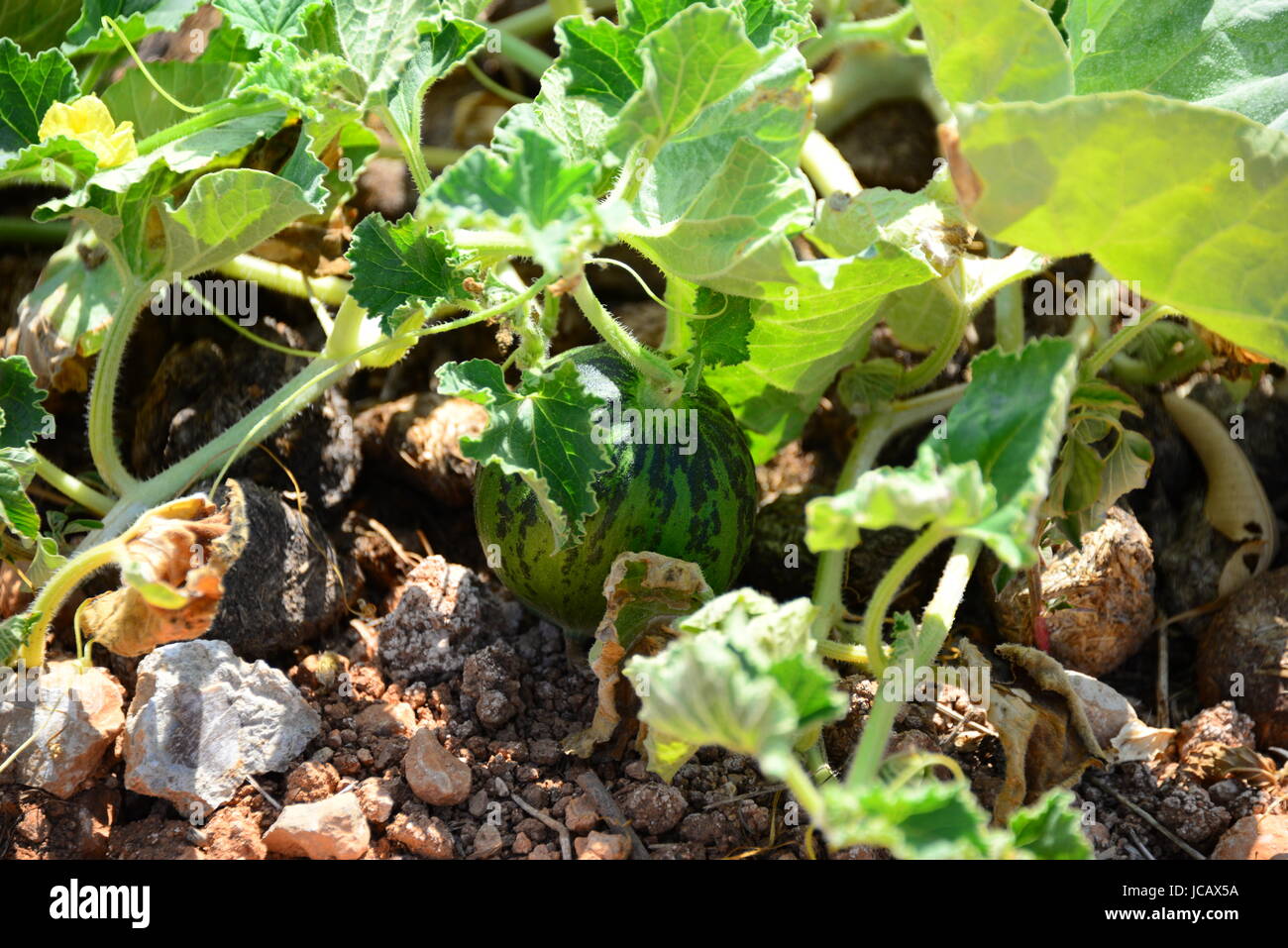 Melonenart hi-res stock photography and images - Alamy