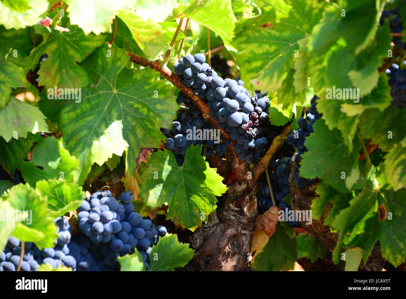 vines at grapevine - spain Stock Photo - Alamy