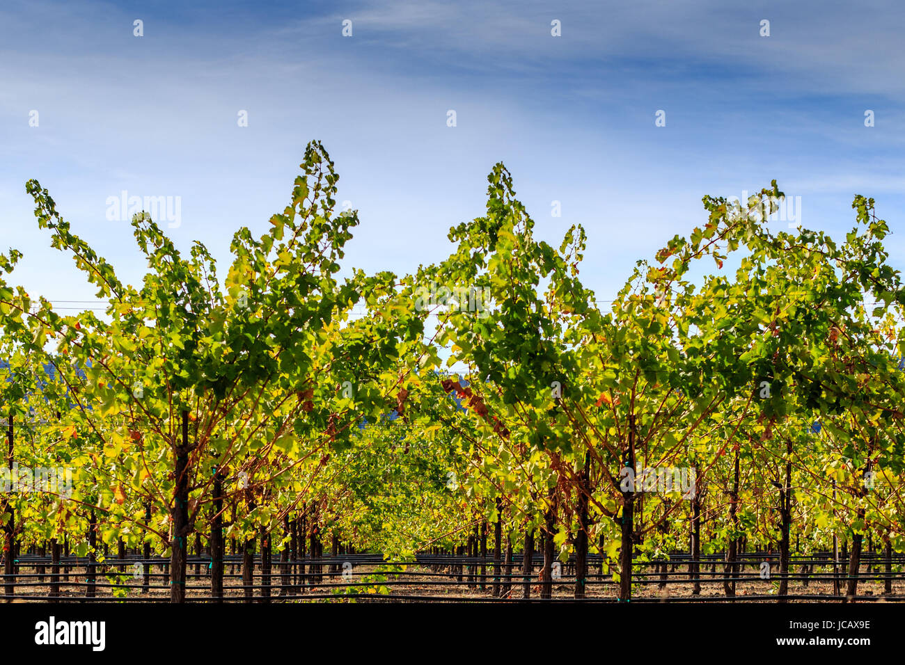 Napa valley autumn vineyards hi-res stock photography and images - Alamy