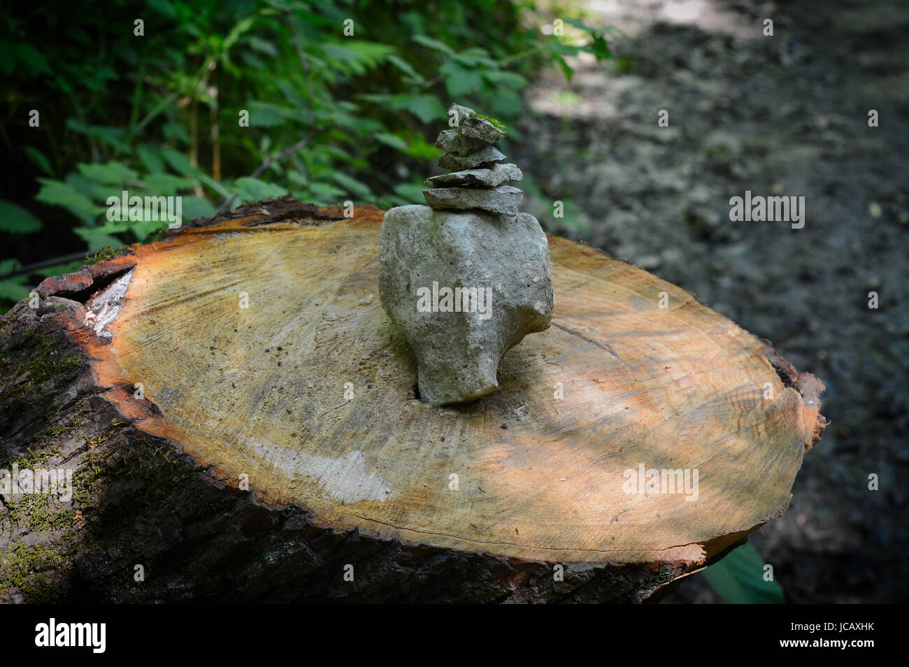 Gray tree stump hi-res stock photography and images - Alamy