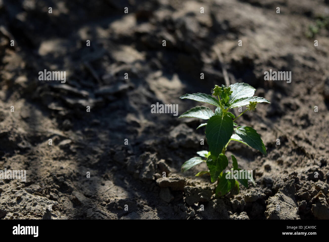 Fighting the drought Stock Photo - Alamy