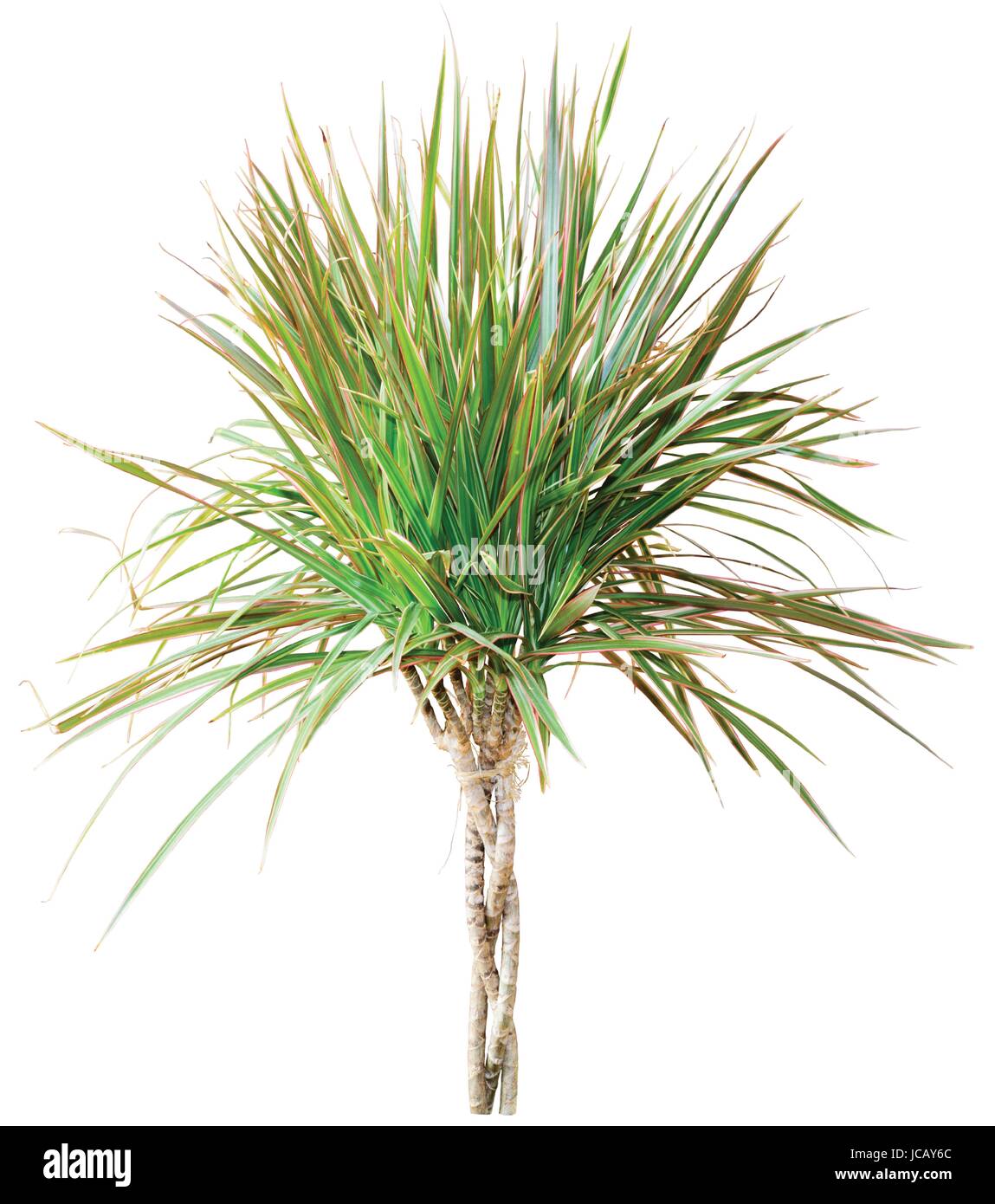 Graphic plant art hi-res stock photography and images - Alamy