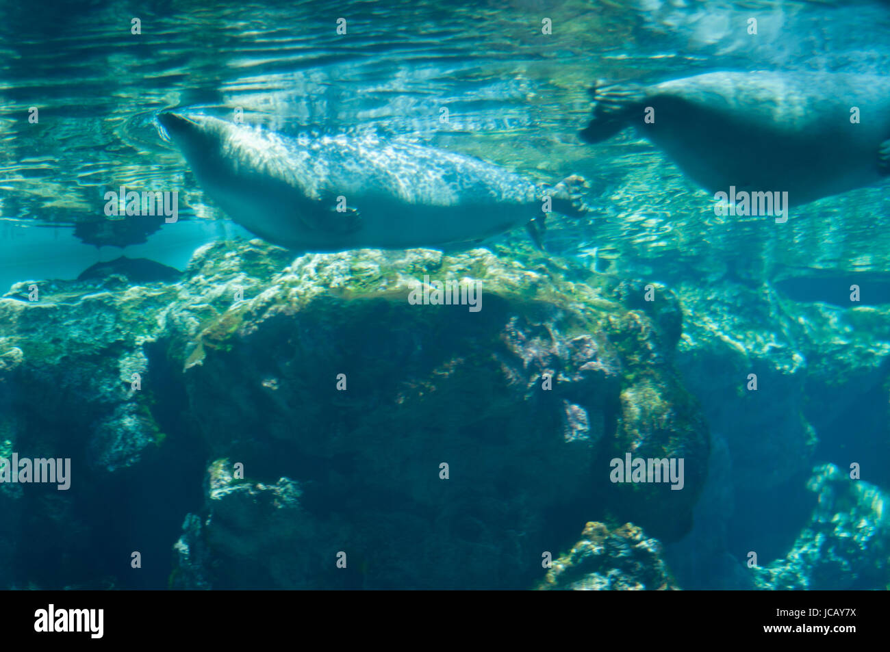 beautiful seal fish in the water Stock Photo - Alamy