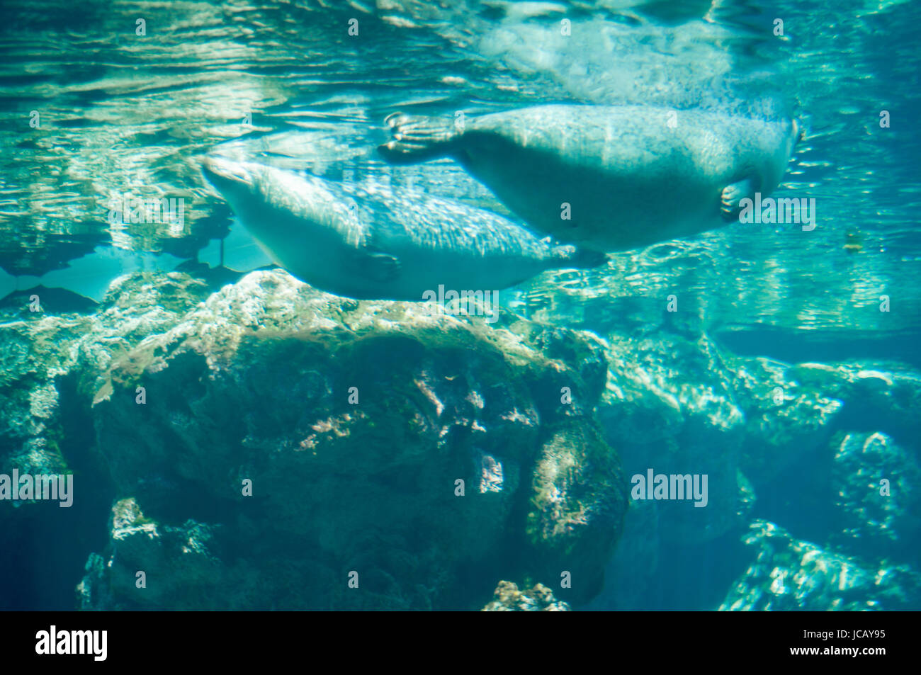 beautiful seal fish in the water Stock Photo - Alamy