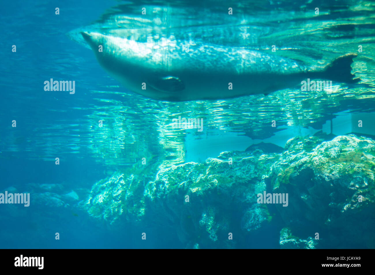 beautiful seal fish in the water Stock Photo - Alamy