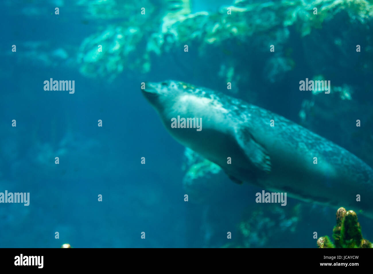 beautiful seal fish in the water Stock Photo - Alamy