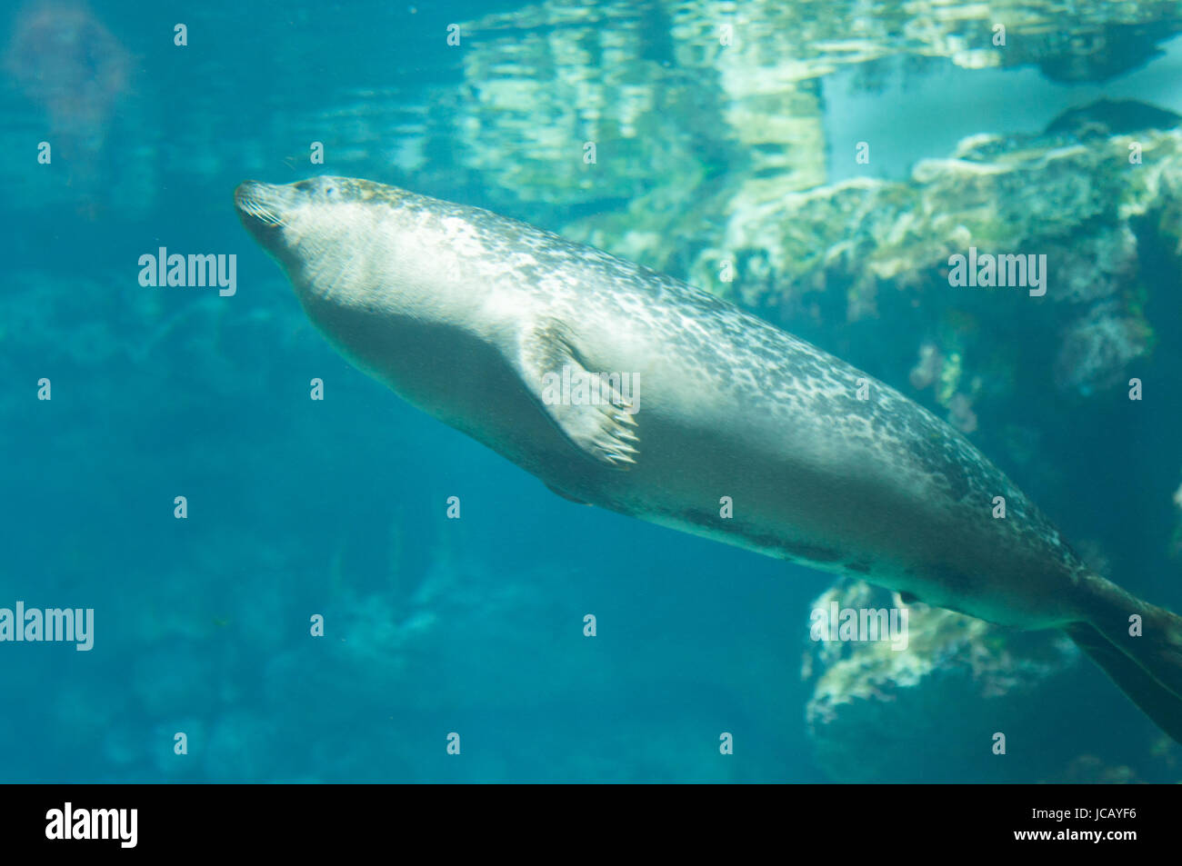 beautiful seal fish in the water Stock Photo - Alamy