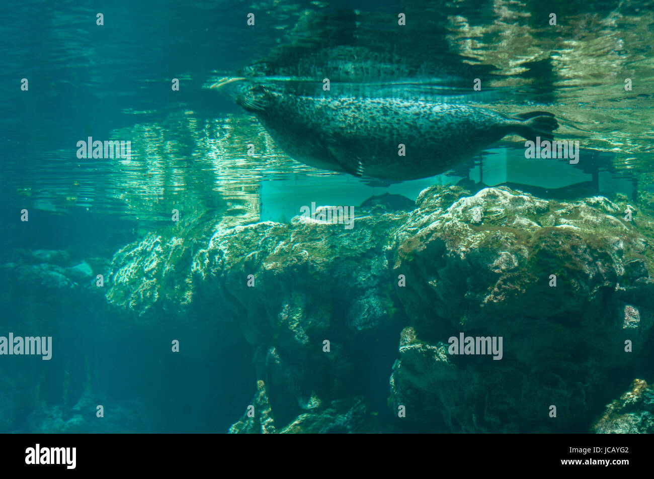 beautiful seal fish in the water Stock Photo - Alamy