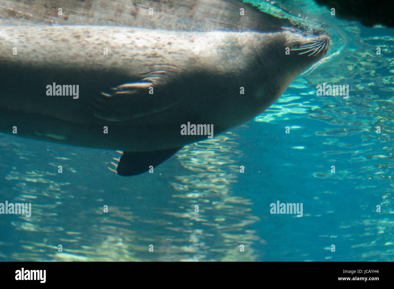 beautiful seal fish in the water Stock Photo - Alamy