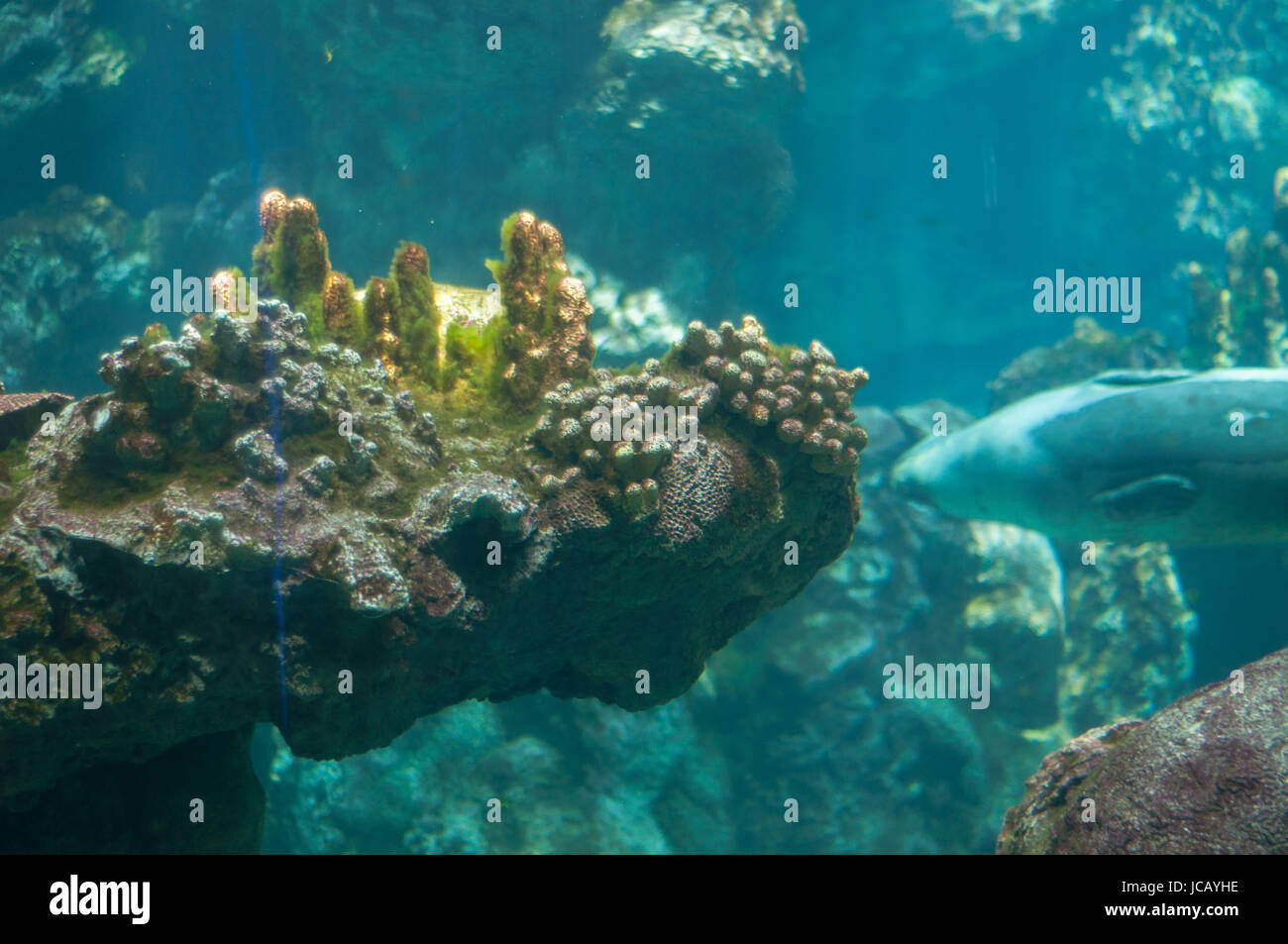beautiful seal fish in the water Stock Photo - Alamy