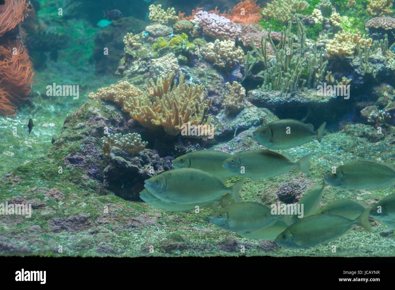 Beautiful abyss at the bottom of the sea Stock Photo - Alamy