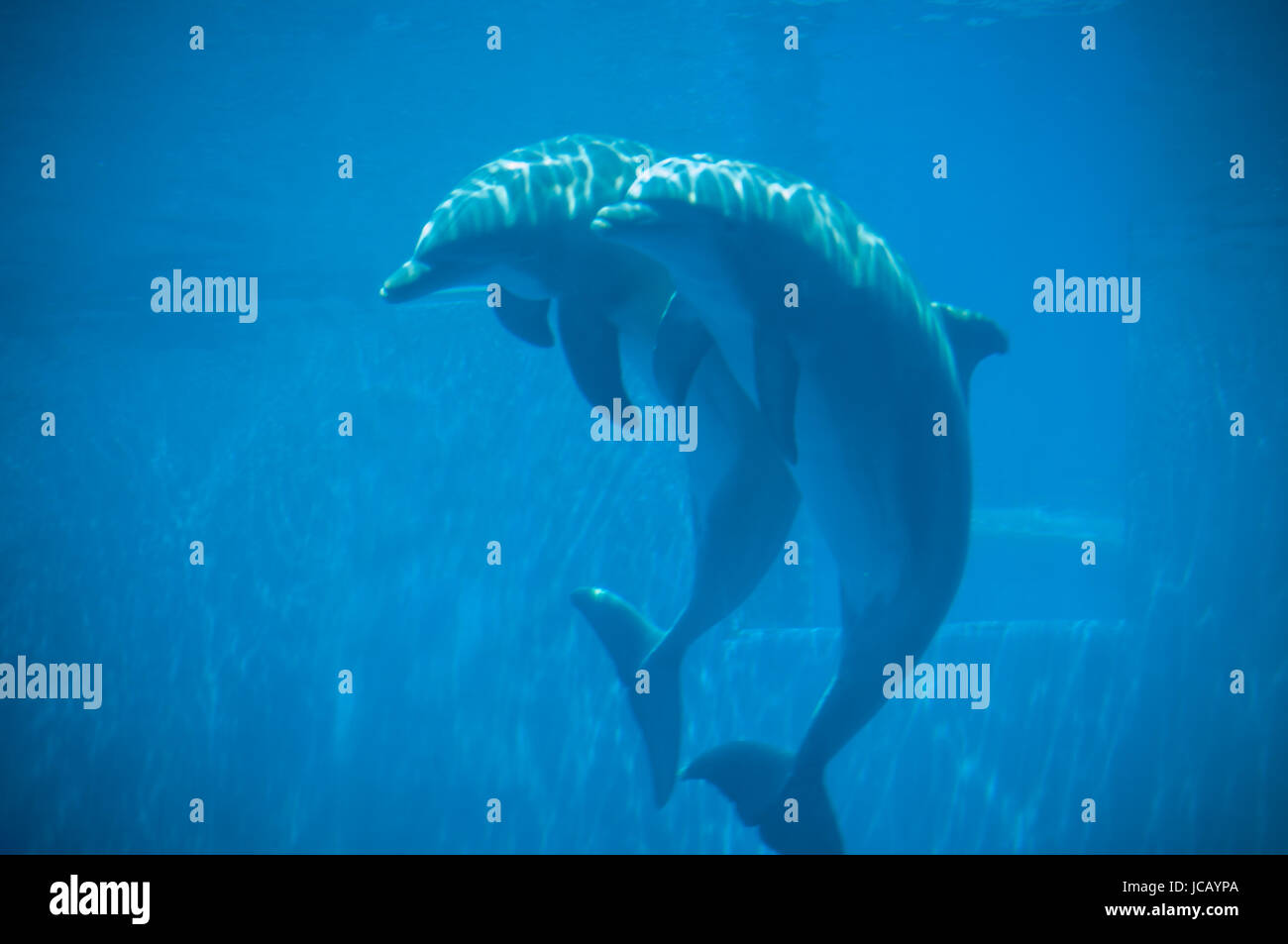 Dolphin clean hi-res stock photography and images - Alamy