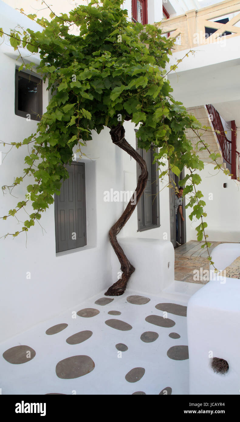 Greece, Cyclades, Mykonos, street scene, vine plant Stock Photo - Alamy