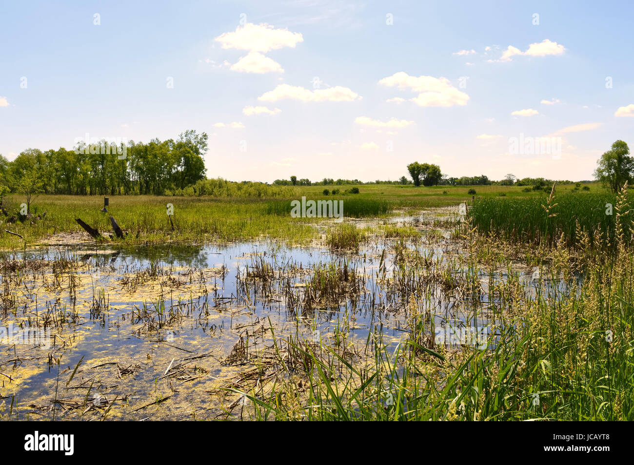Wetland landscape during the summer Stock Photo - Alamy