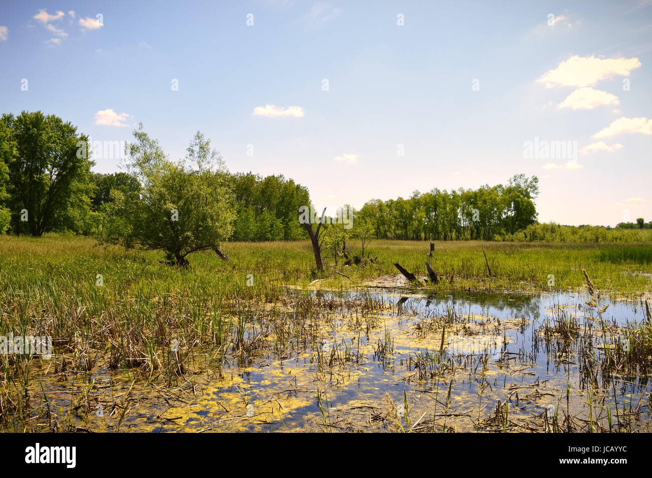 Wetland landscape during the summer Stock Photo - Alamy