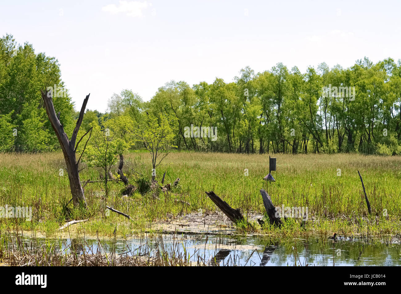 Wetland landscape during the summer Stock Photo - Alamy