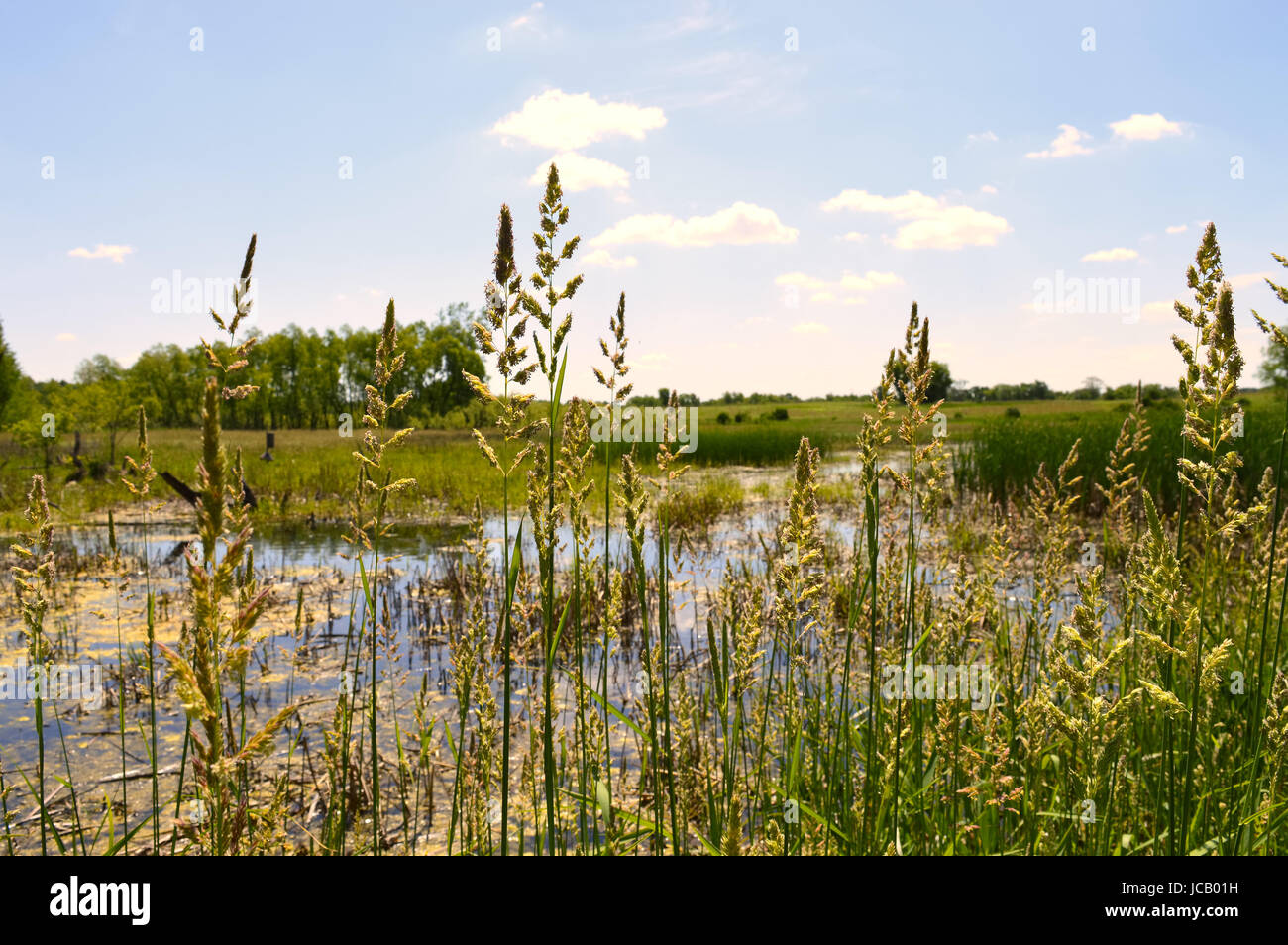 Wetland landscape during the summer Stock Photo - Alamy